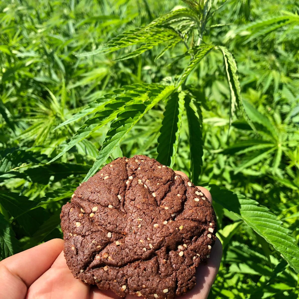 Hanf Kekse - Der Hanfbayer